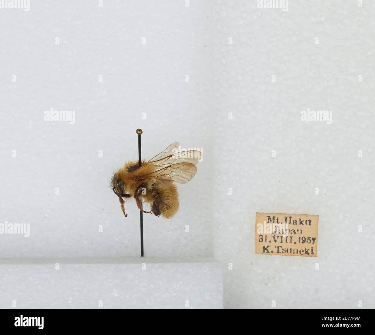 Mt. Haku, Japan, Bombus (Diversobombus) diversus Smith, Animalia ...