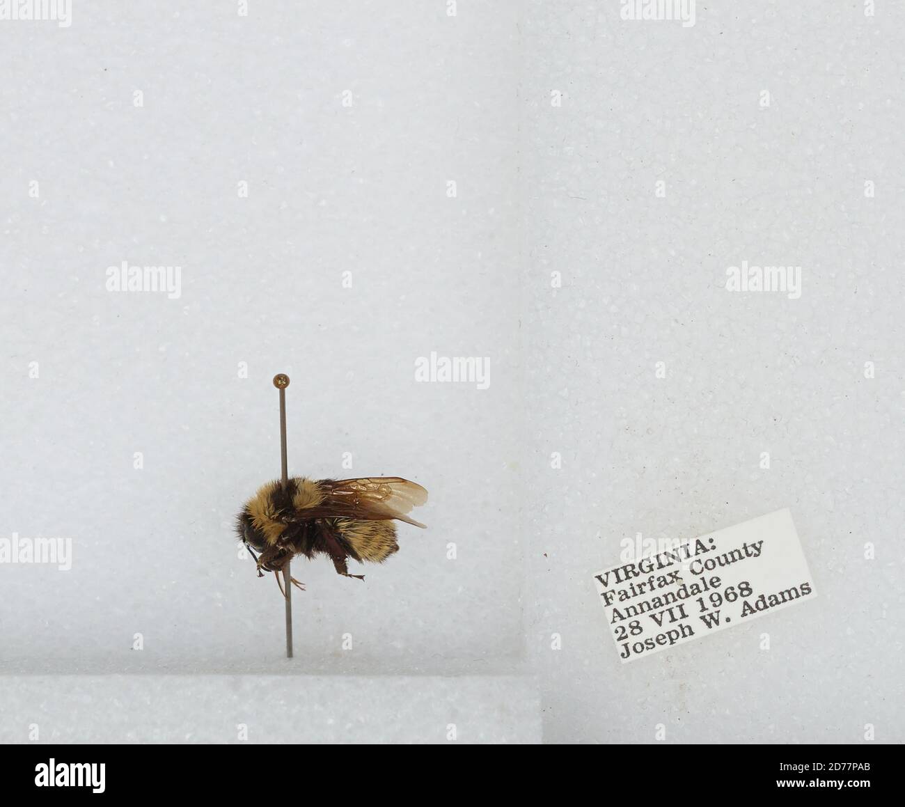 Annandale, Fairfax, Virginia, United States, Bombus sp., Animalia ...