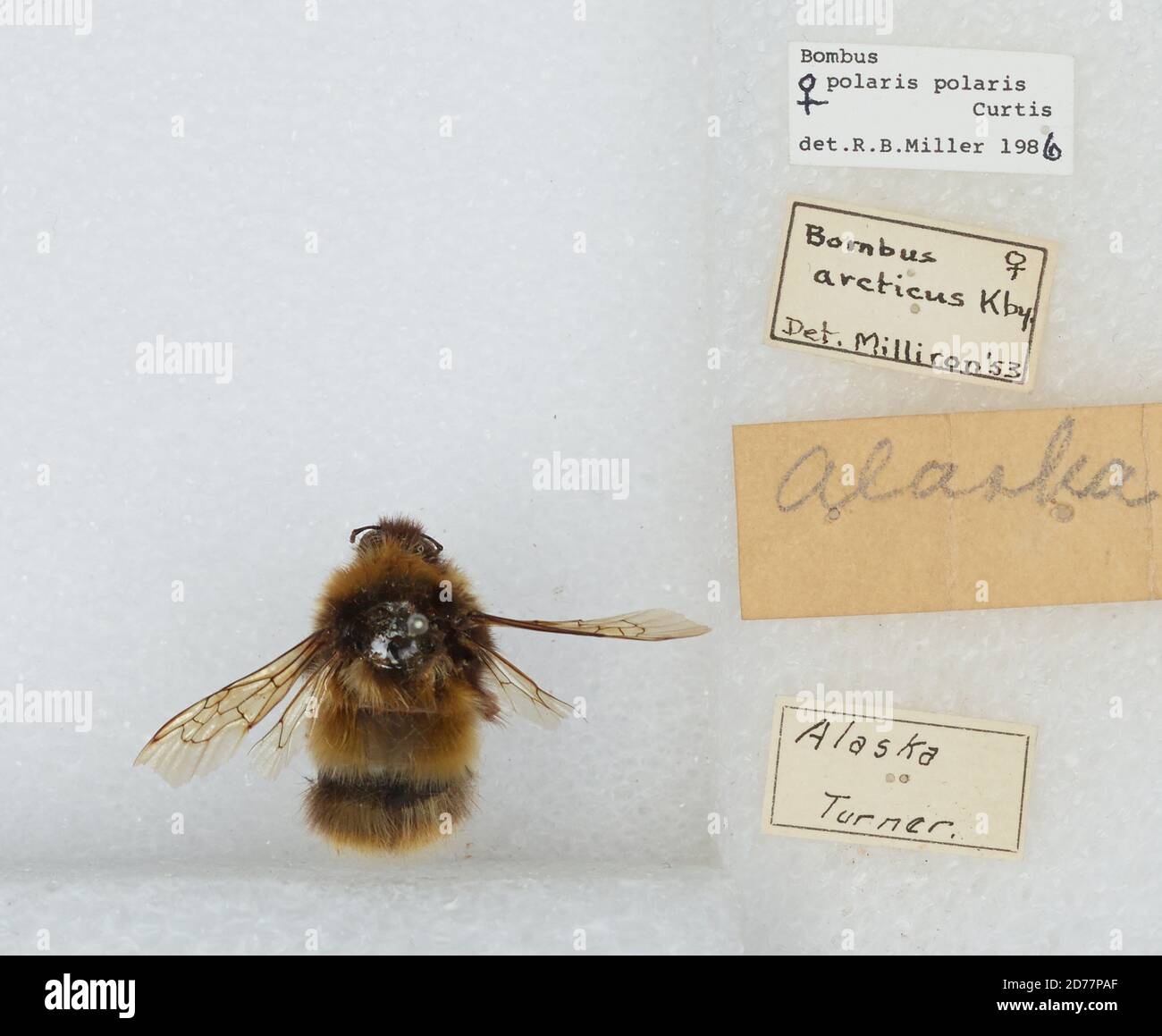 Alaska, United States, Bombus (Alpinobombus) polaris Curtis, 1835 ...