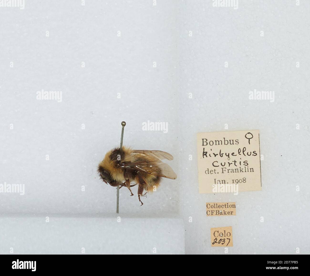 Colorado, United States, Bombus (Alpinobombus) balteatus Dahlbom ...