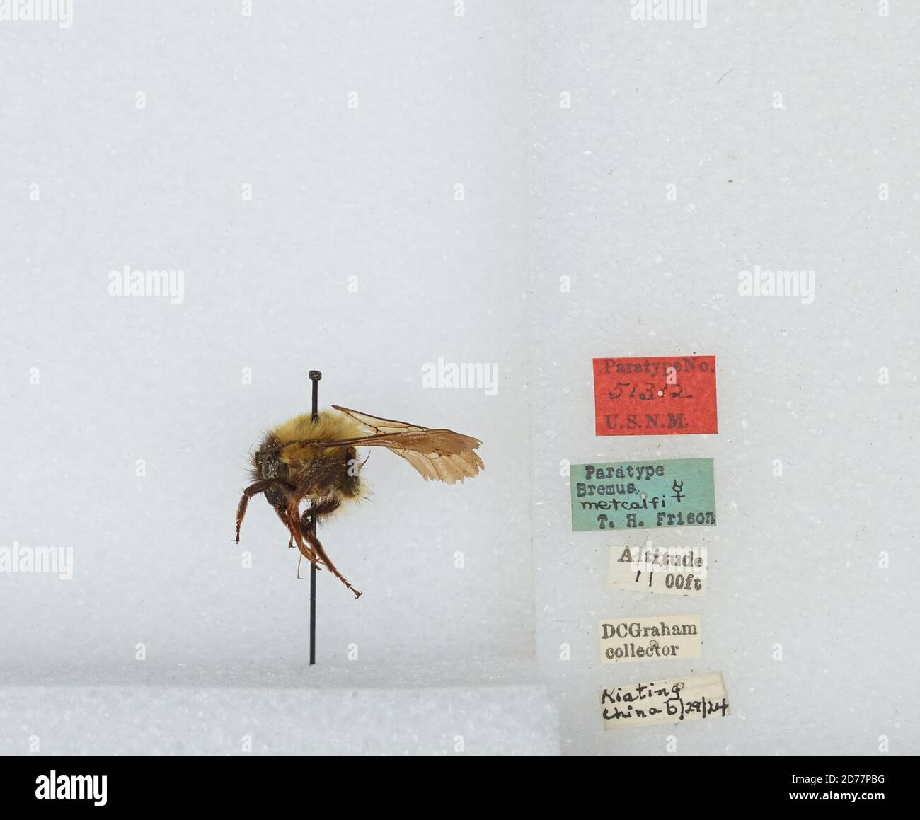 Kiating, Sichuan, China, Bombus (Orientalibombus) braccatus Friese ...