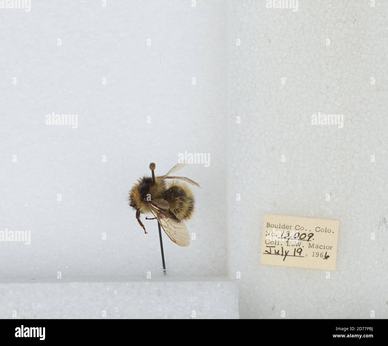 Boulder, Colorado, United States, Bombus (Alpinobombus) balteatus ...