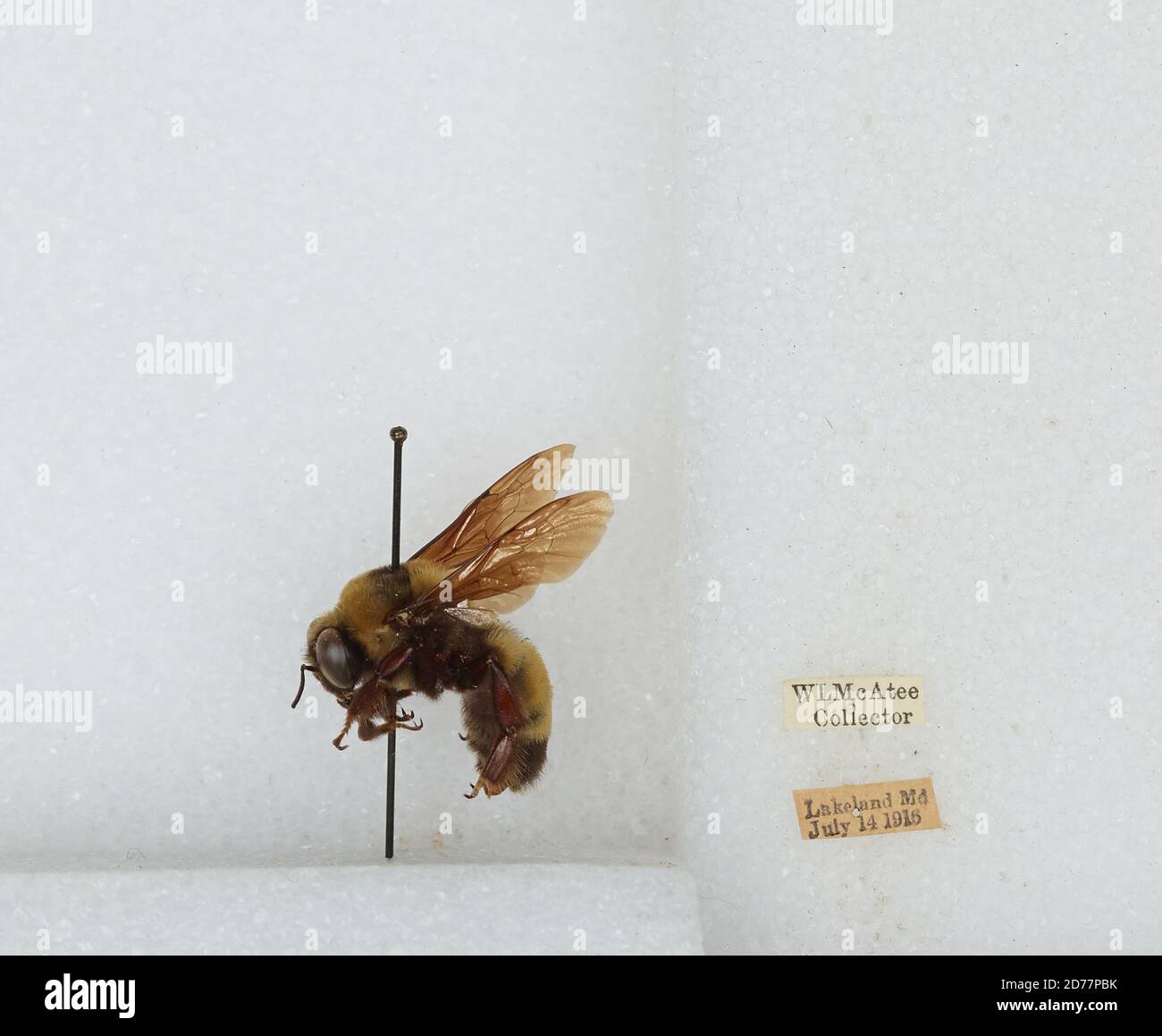 Lakeland, Maryland, United States, Bombus (Pyrobombus) perplexus ...