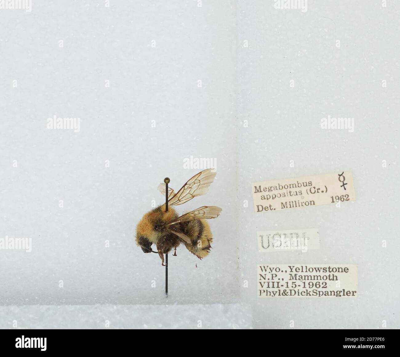 Yellowstone National Park, Mammoth, Park, Wyoming, United States ...