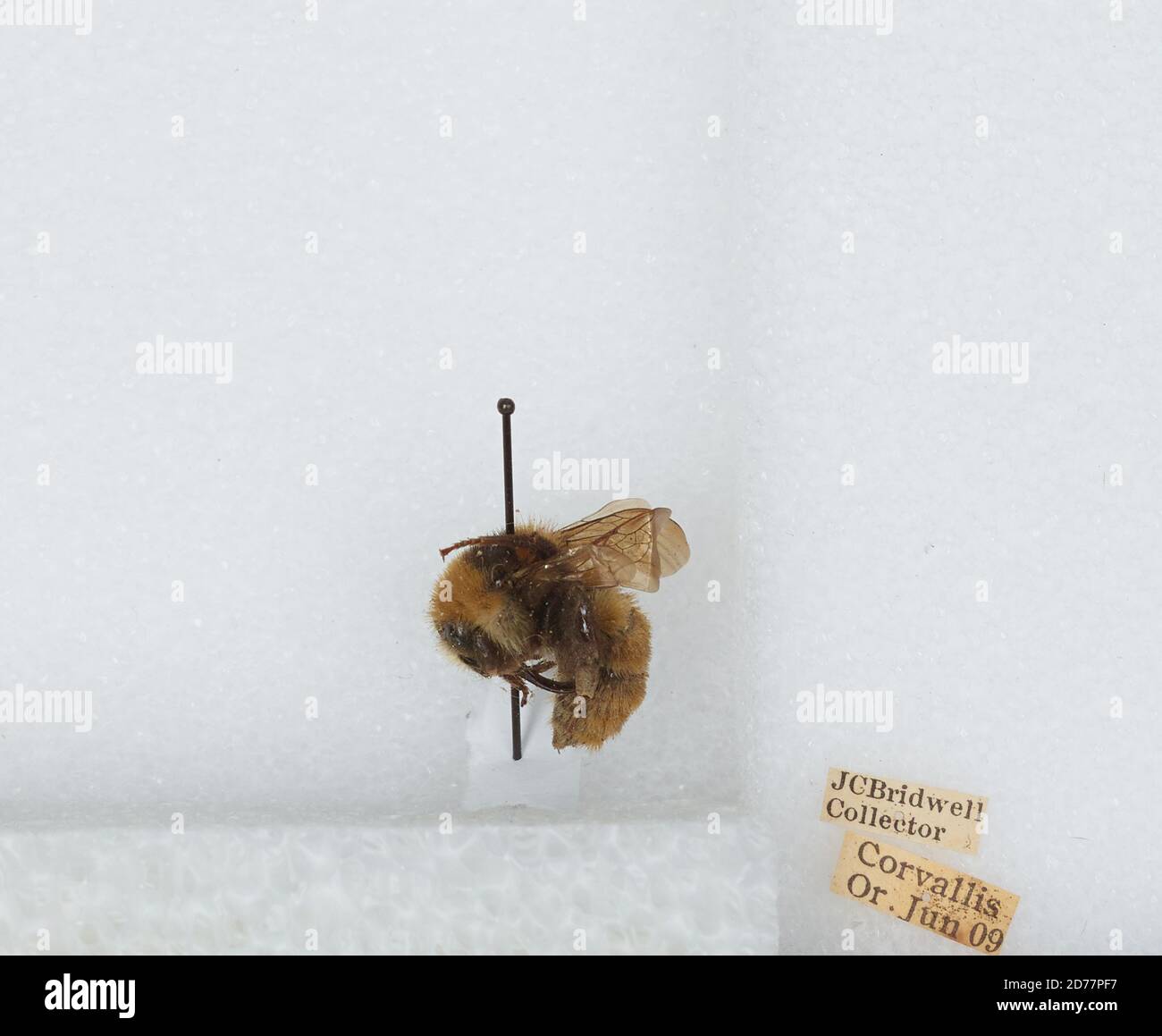 Corvallis, Benton, Oregon, United States, Bombus (Subterraneobombus ...