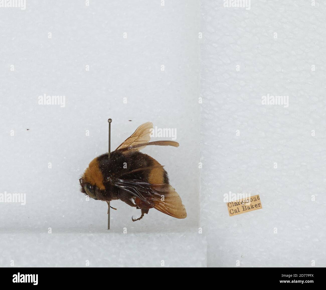 Claremont, Los Angeles, California, United States, Bombus ...