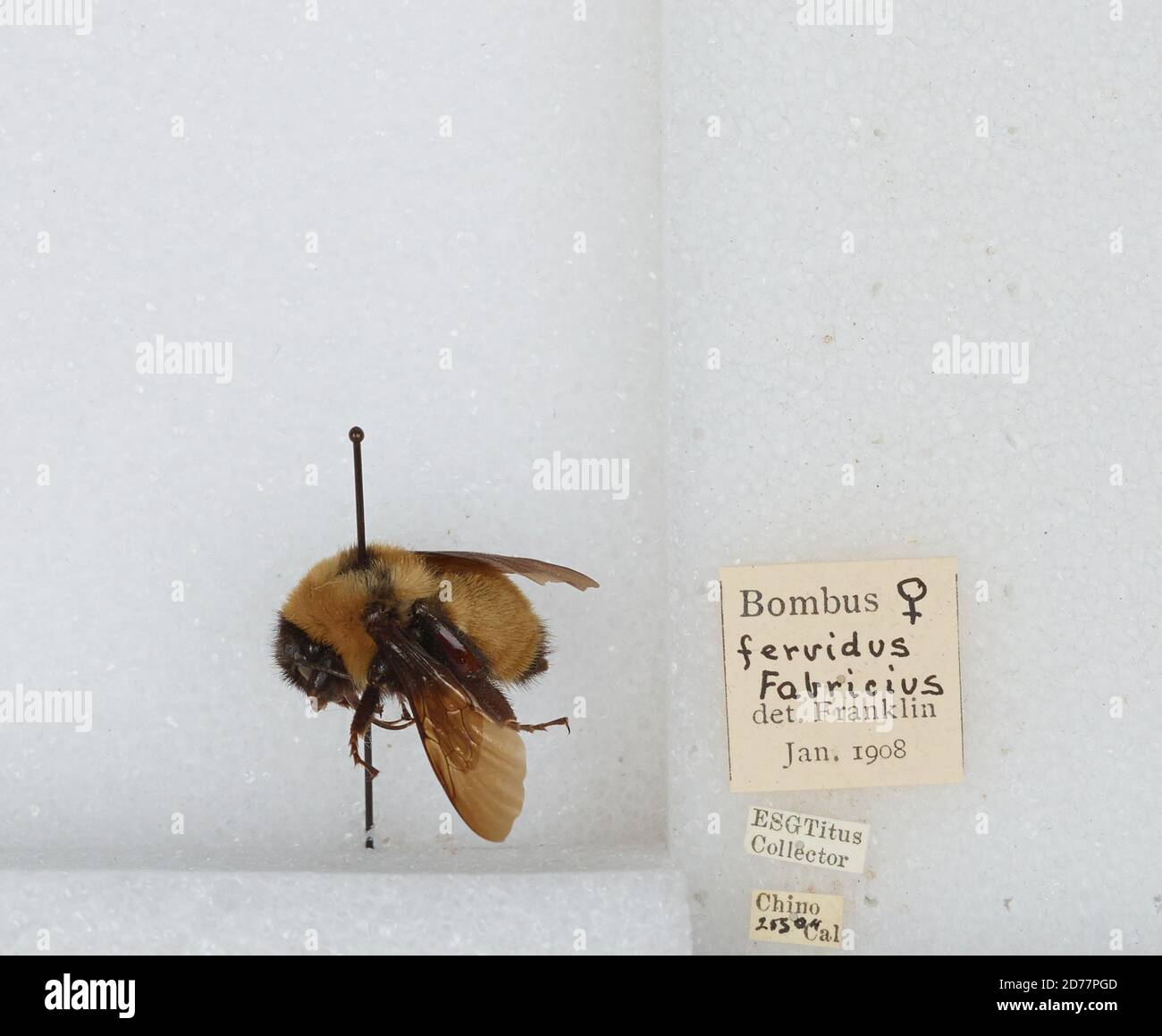 Chino, San Bernardino, California, United States, Bombus (Fervidobombus ...