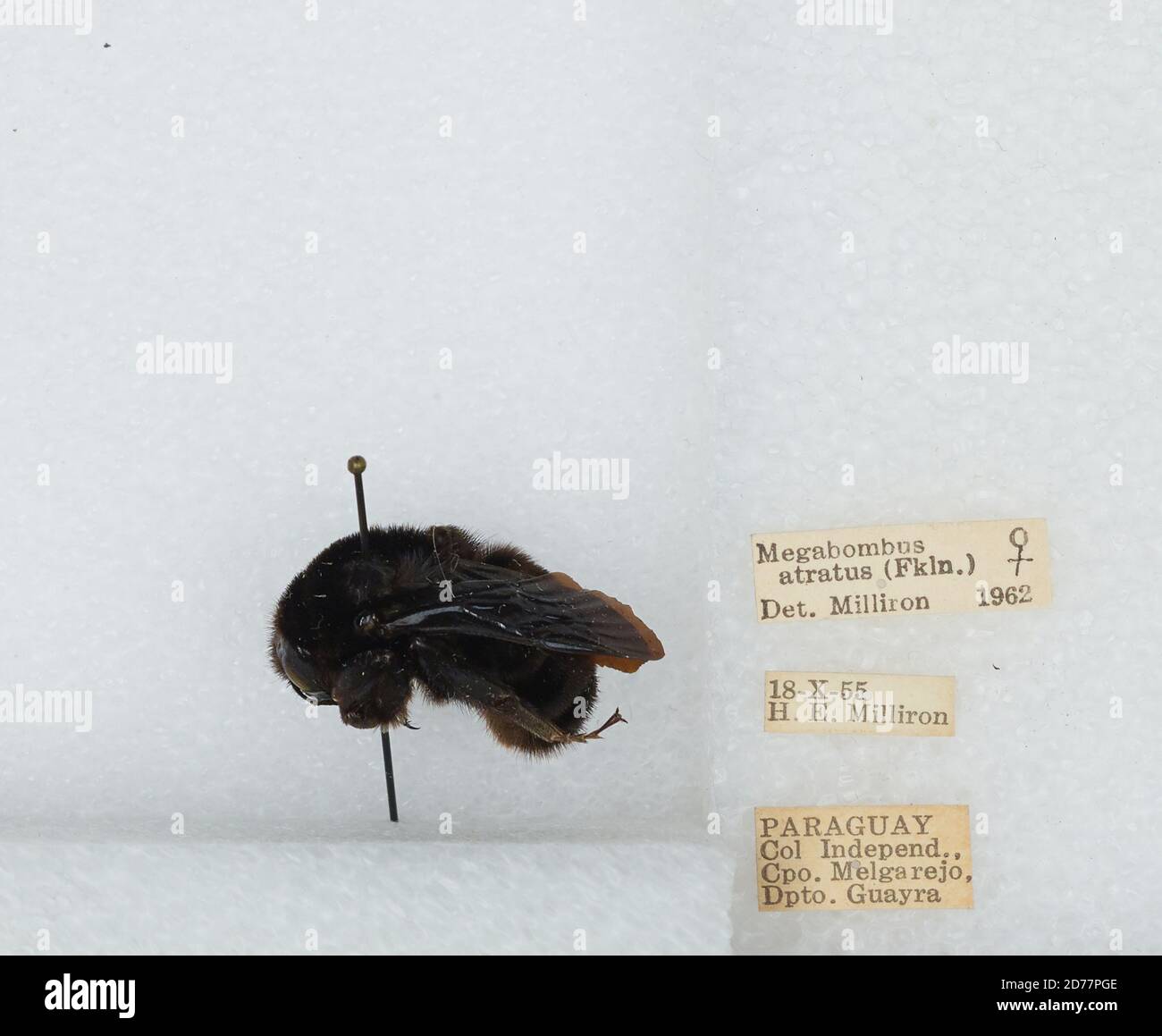 Colonia Independencia District, cpo Melgarjo, Guaira, Paraguay, Bombus ...