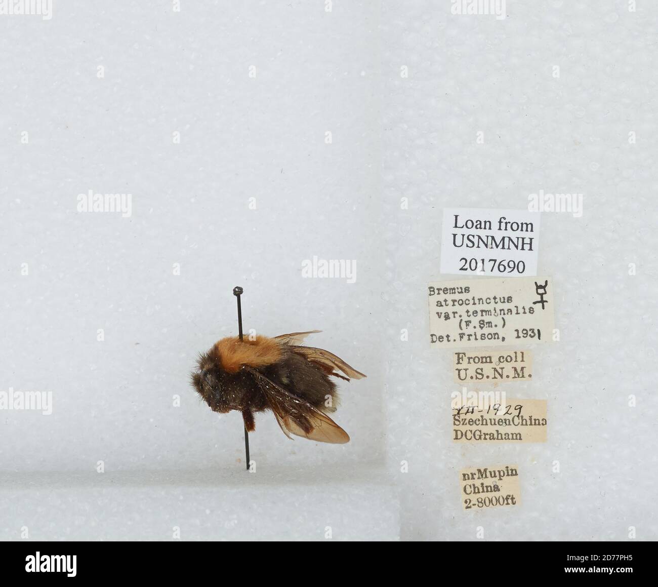 near Muping, formerly Mupin, Sichuan, China, Bombus (Festivobombus ...