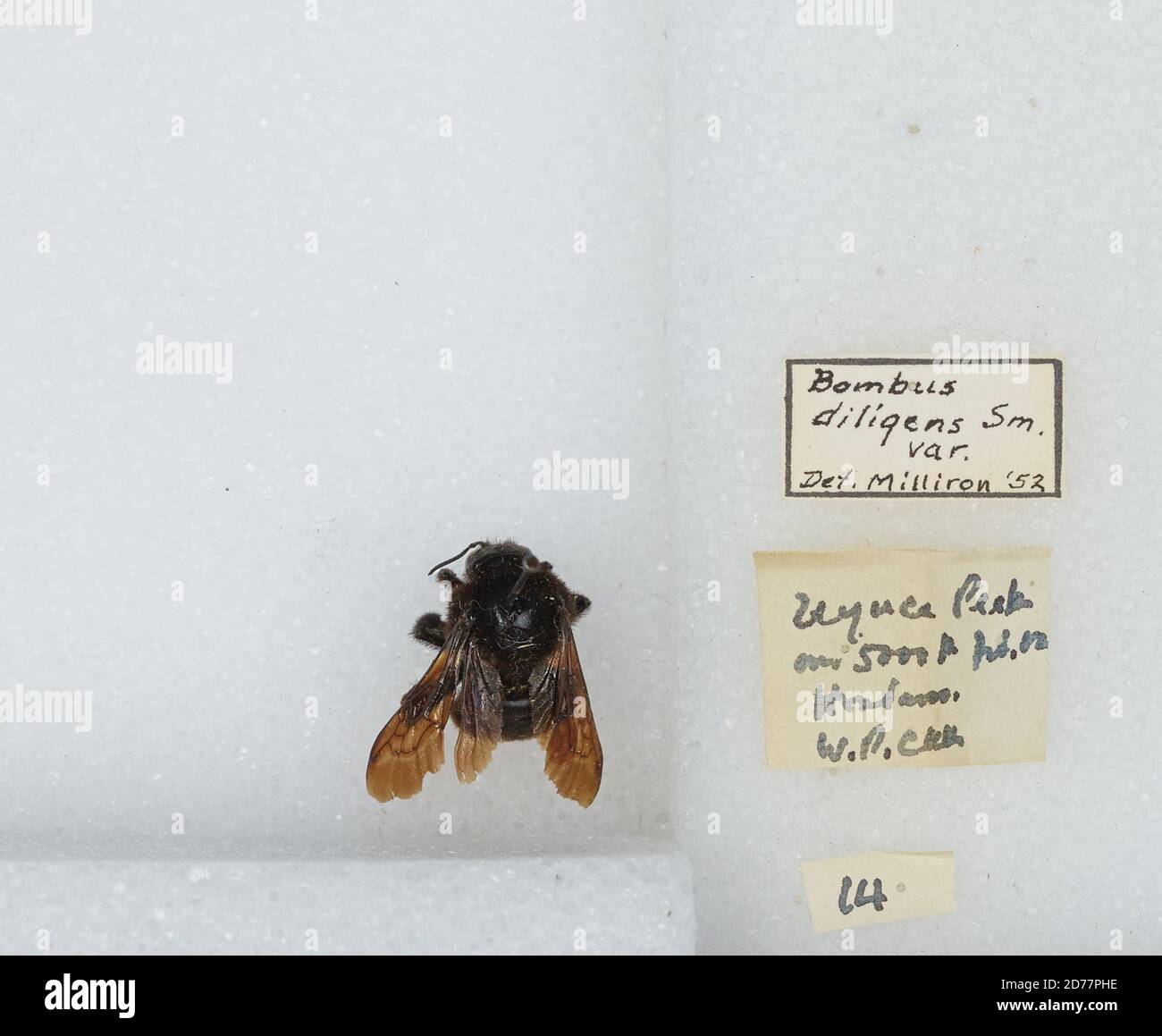 Uyuca Peak, Cerro Uyaca, Francisco Morazan, Honduras, Bombus ...