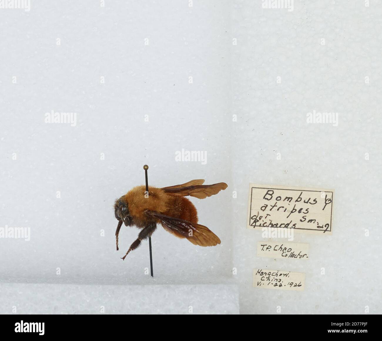 Hangzhou, Zhejiang, China, Bombus (Tricornibombus) atripes Smith ...