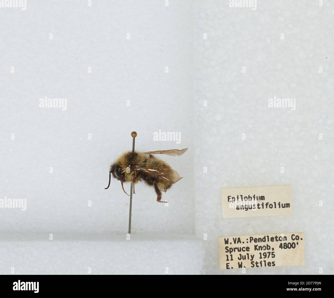 Spruce Knob, Pendleton, West Virginia, United States, Bombus (Psithyrus ...