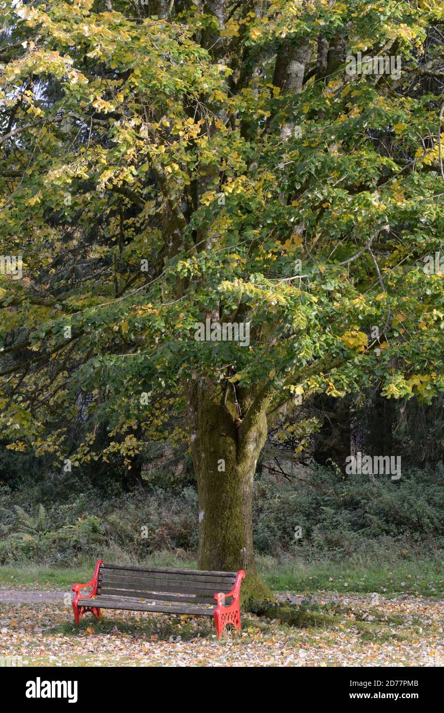 Red beech tree hi-res stock photography and images - Alamy