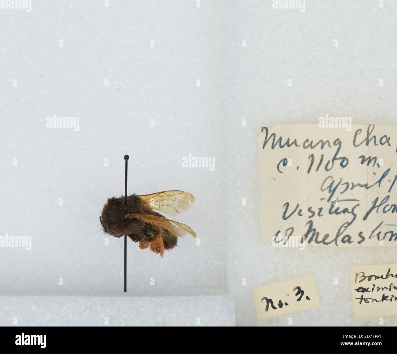 Muang Cha, Laos, Bombus (Rufipedibombus) eximius Smith, Animalia ...