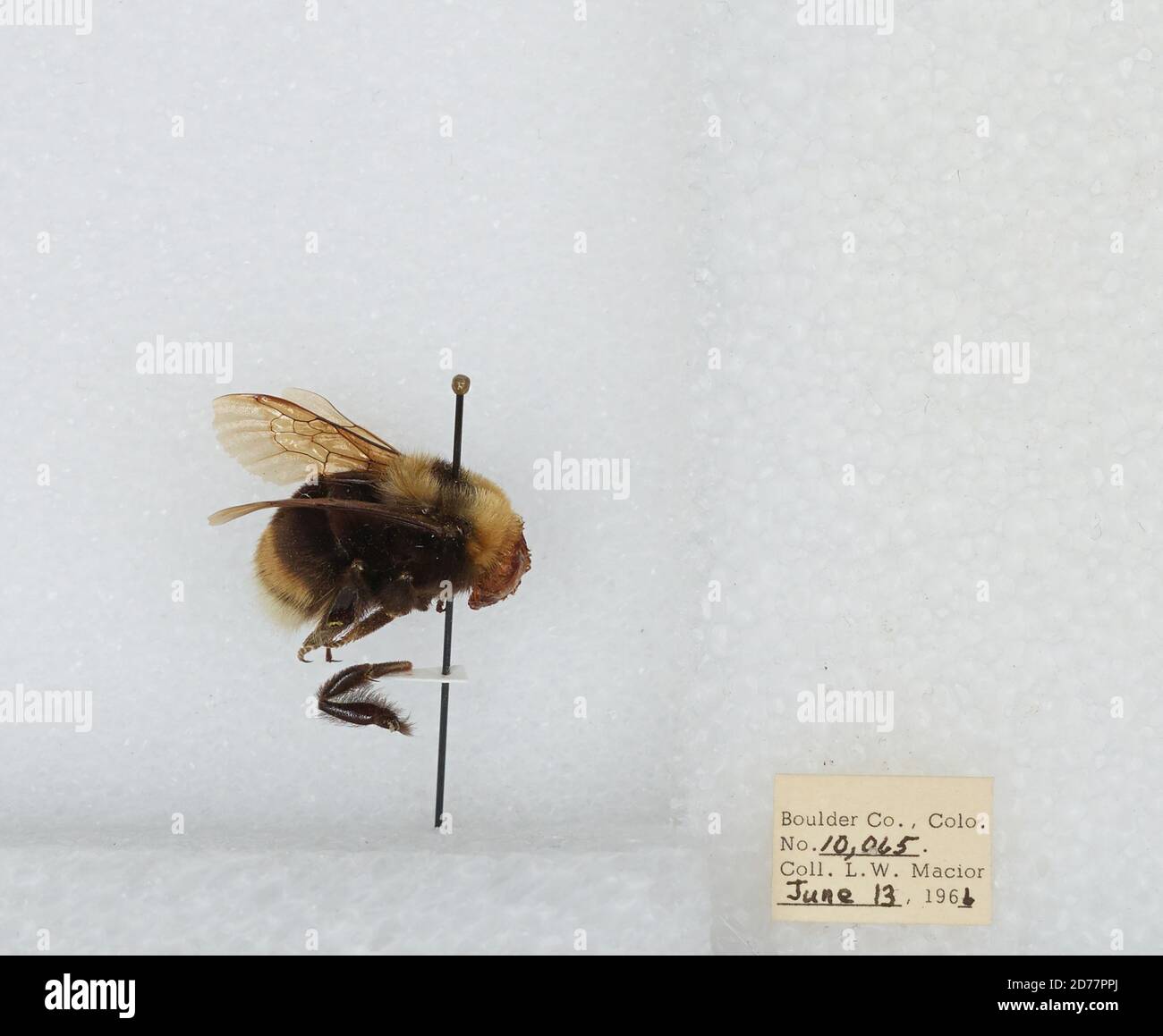 Boulder, Colorado, United States, Bombus (Bombus) occidentalis Greene ...