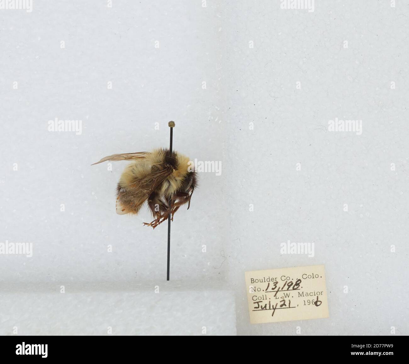 Boulder, Colorado, United States, Bombus (Alpinobombus) balteatus ...