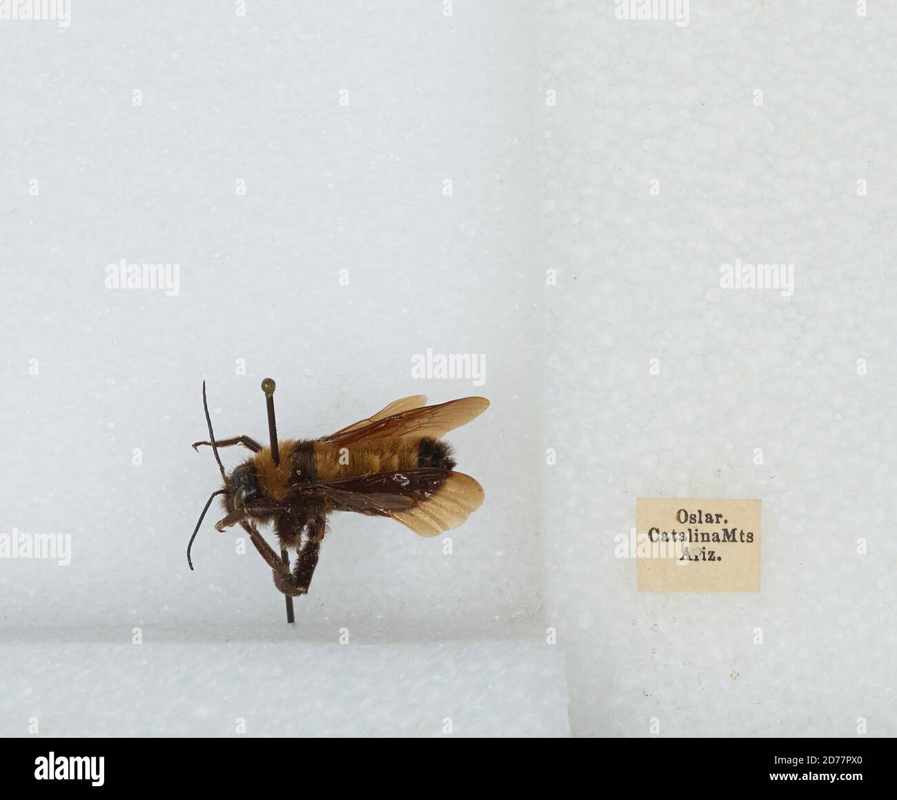 Catalina Mountains, Pima, Arizona, United States, Bombus (Fervidobombus ...
