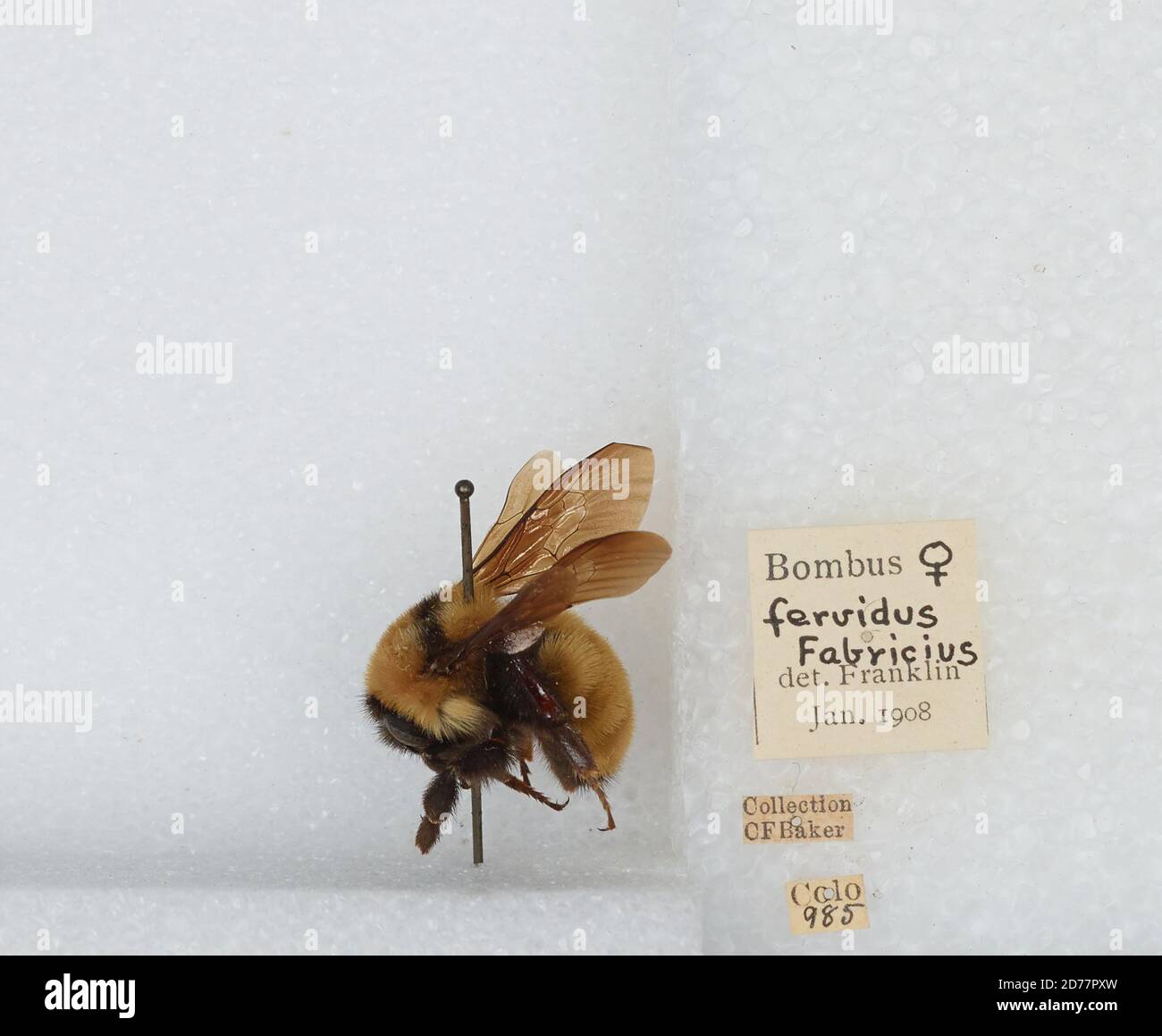 Colorado, United States, Bombus (Fervidobombus) fervidus fervidus ...