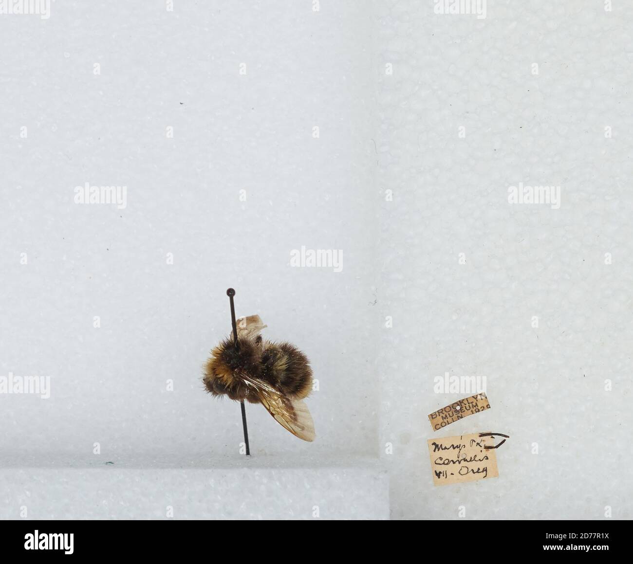 Mary's Peak, Corvallis, Benton, Oregon, United States, Bombus ...