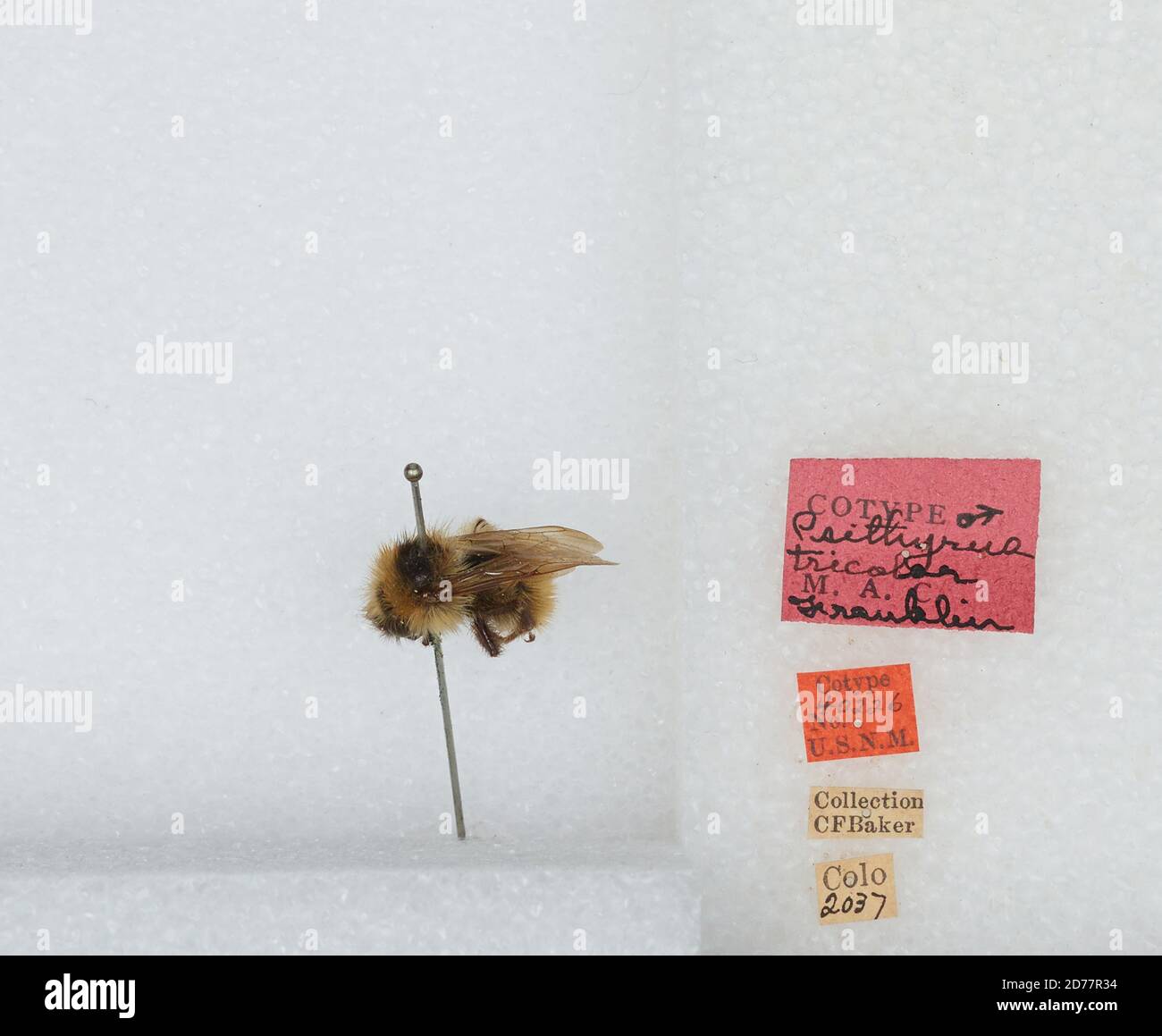 Colorado, United States, Bombus (Psithyrus) fernaldae (Franklin ...