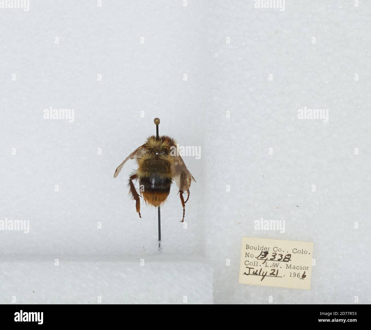 Boulder, Colorado, United States, Bombus (Alpinobombus) balteatus ...