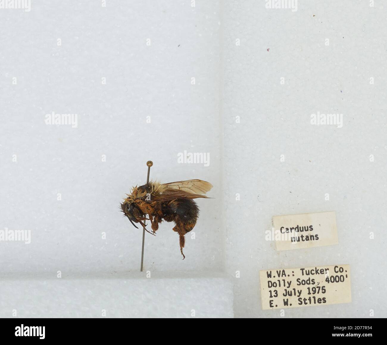 Dolly Sods, Tucker, West Virginia, United States, Bombus (Psithyrus ...