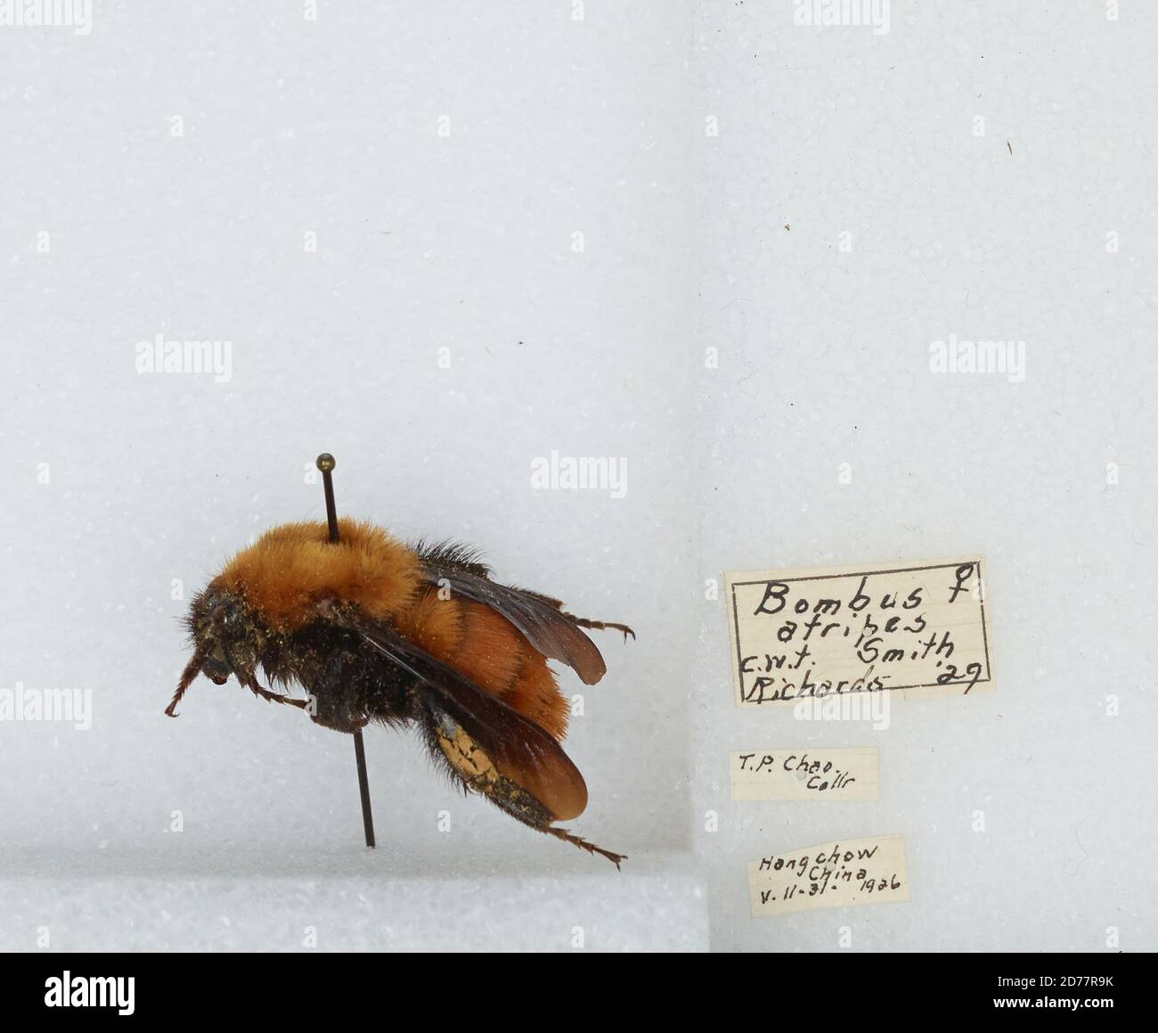 Hangzhou, Zhejiang, China, Bombus (Tricornibombus) atripes Smith ...