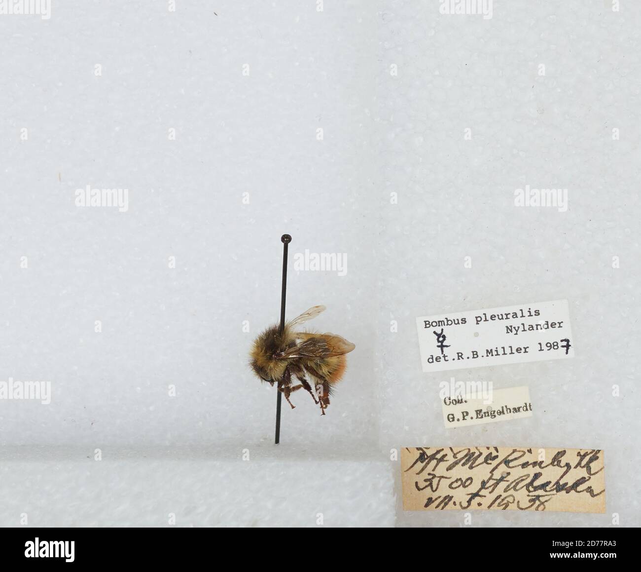 Mount McKinley Peak, Denali National Park, Denali, Alaska, United ...