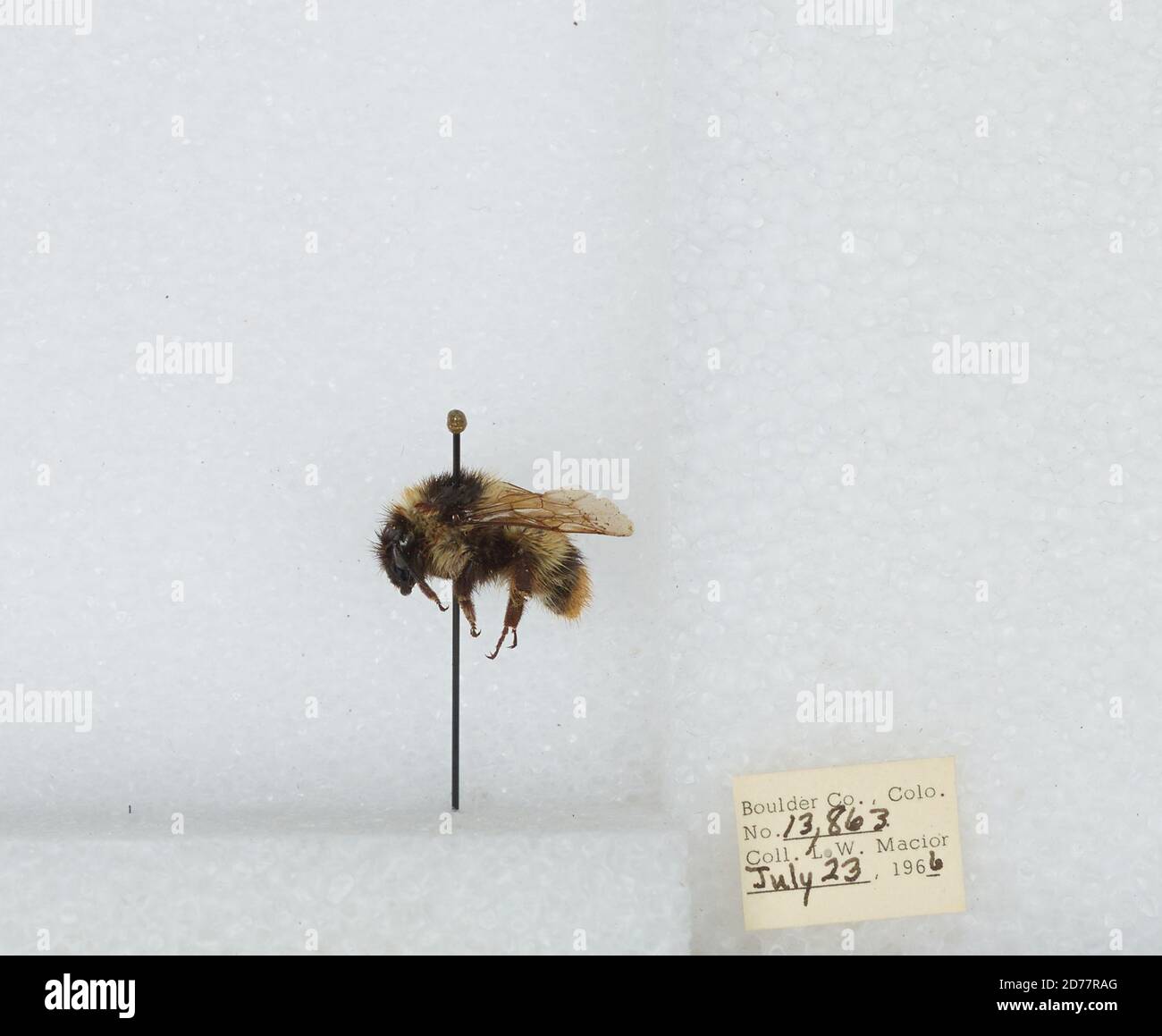 Boulder, Colorado, United States, Bombus (Alpinobombus) balteatus ...