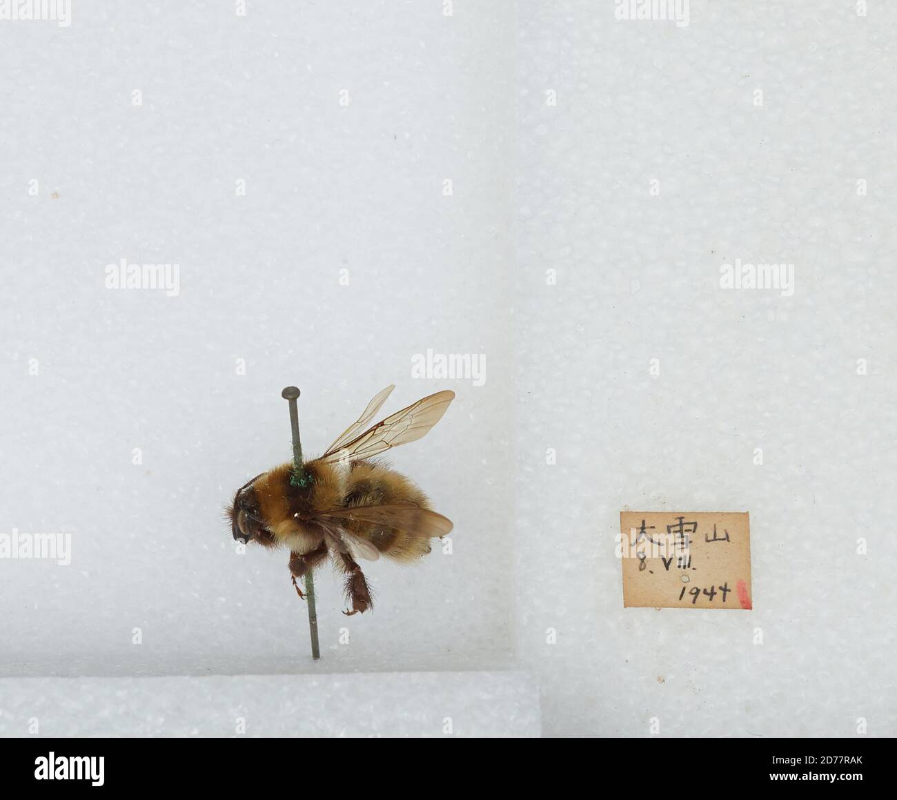 Daisetsuzan, Japan, Bombus (Diversobombus) diversus Smith, Animalia ...