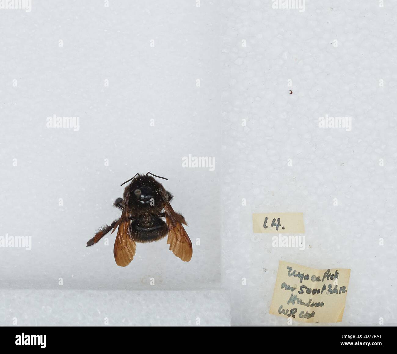 Uyaca Peak, Yoro, Honduras, Bombus (Alpigenobombus) breviceps Smith ...