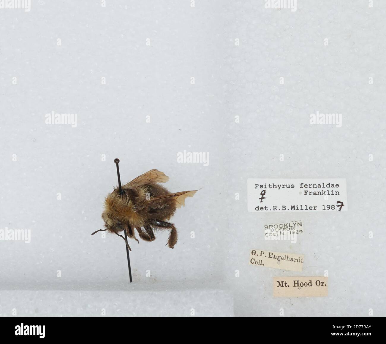 Mount Hood, Hood River, Oregon, United States, Bombus (Psithyrus ...