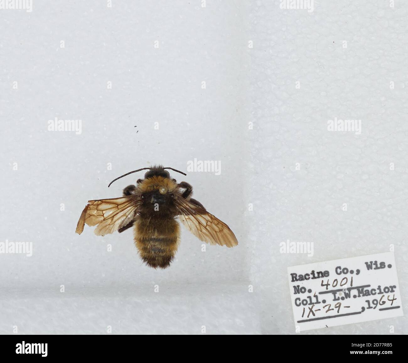 Racine, Wisconsin, United States, Bombus (Fervidobombus) fervidus ...