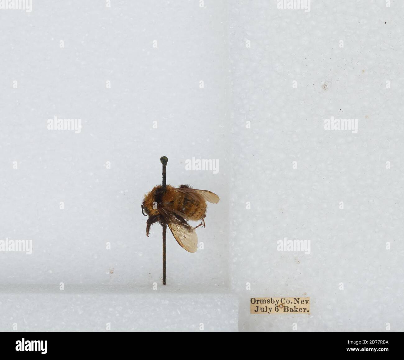 Ormsby, Nevada, United States, Bombus (Fervidobombus) fervidus fervidus ...