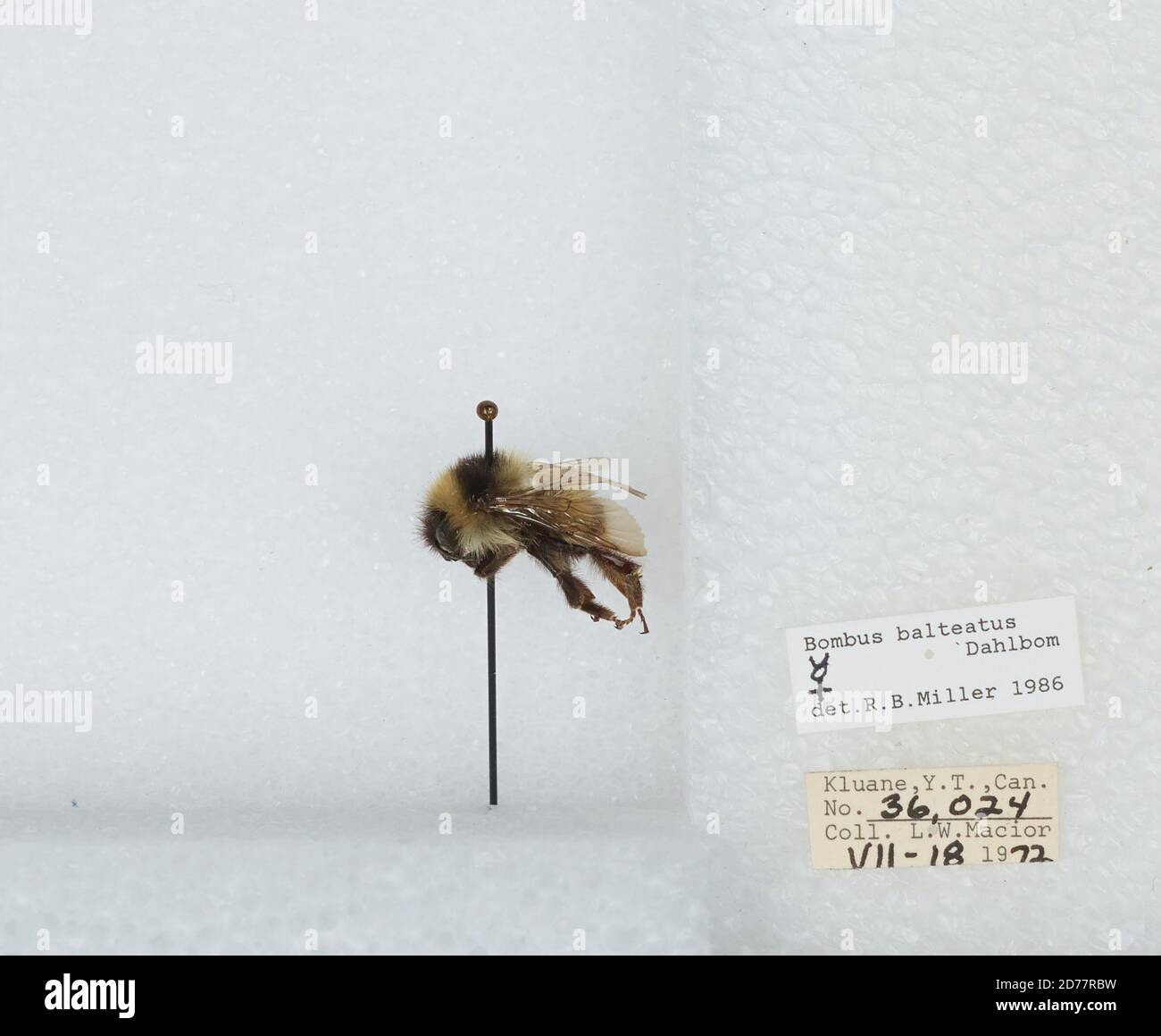 Kluane, Yukon Territory, Canada, Bombus (Alpinobombus) balteatus ...