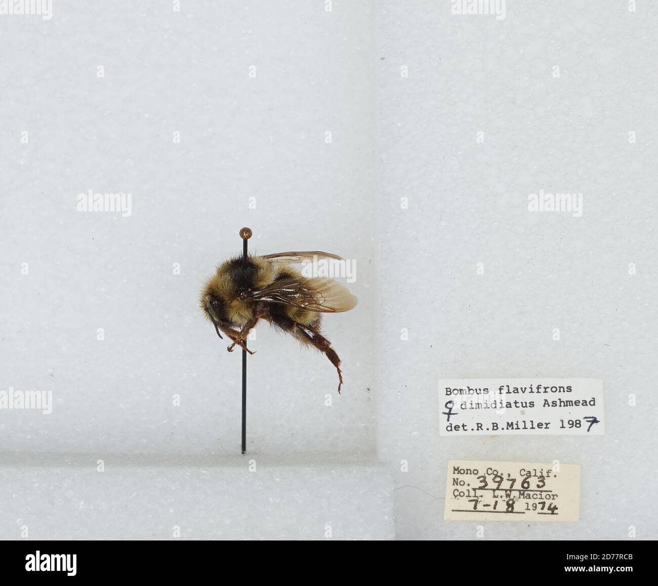 Mono, California, United States, Bombus (Pyrobombus) flavifrons Cresson ...