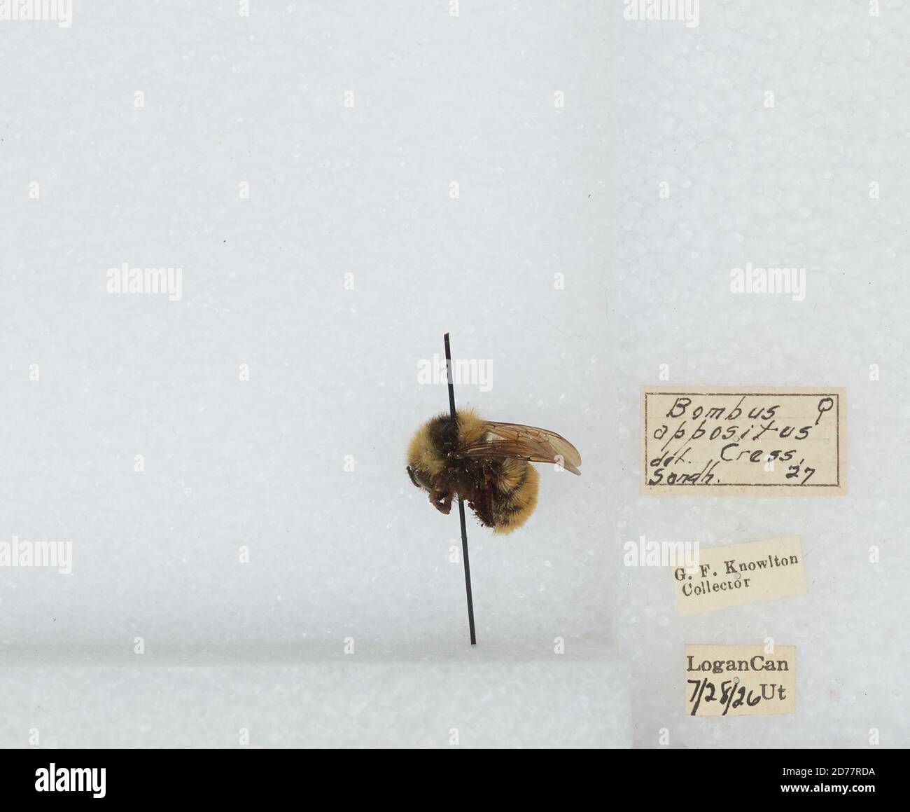 Logan Canyon, Cache, Utah, United States, Bombus (Subterraneobombus ...