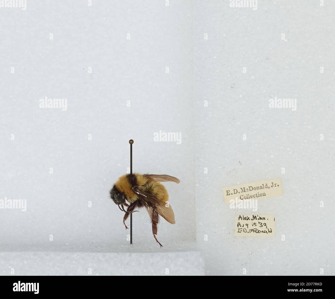 Alexandria, Douglas, Minnesota, United States, Bombus (Fervidobombus ...