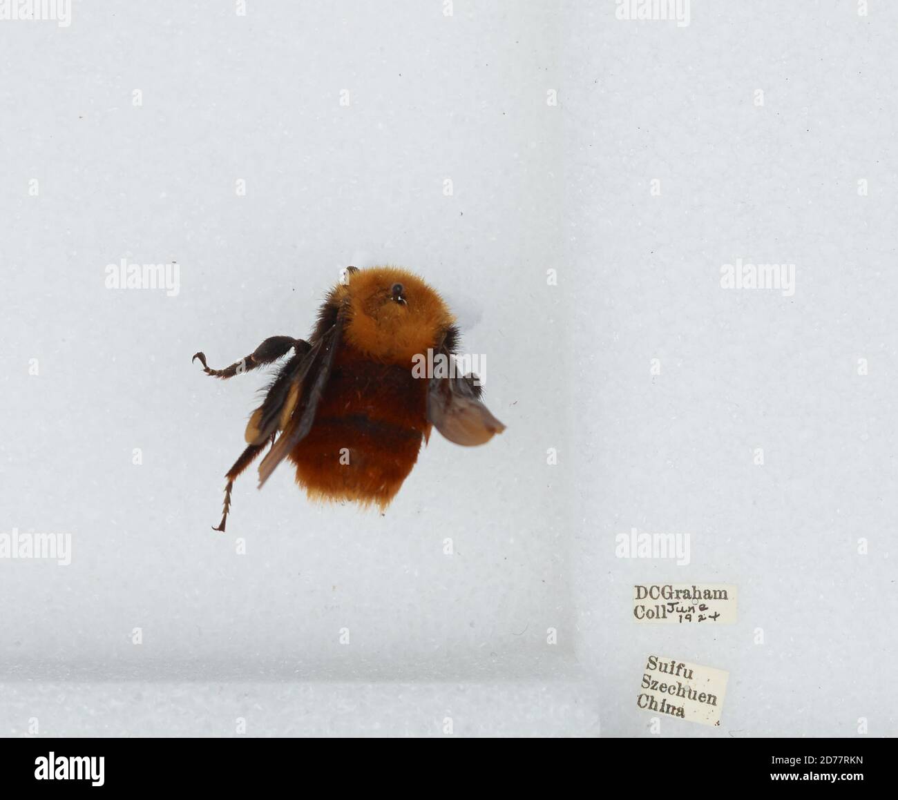 Suifu, Sichuan, China, Bombus (Tricornibombus) atripes Smith, Animalia ...