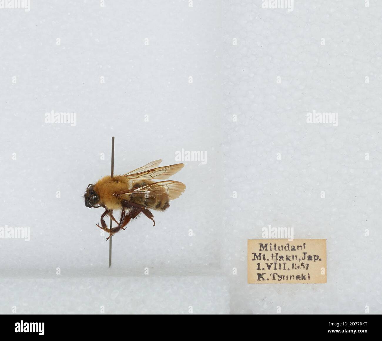 Mitudani, Japan, Bombus (Diversobombus) diversus Smith, Animalia ...