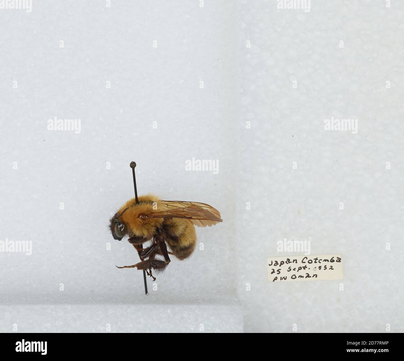 Gotemba, Japan, Bombus (Diversobombus) diversus Smith, Animalia ...