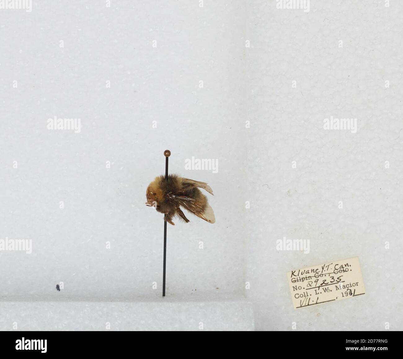 Kluane, Yukon Territory, Canada, Bombus (Bombus) occidentalis Greene ...