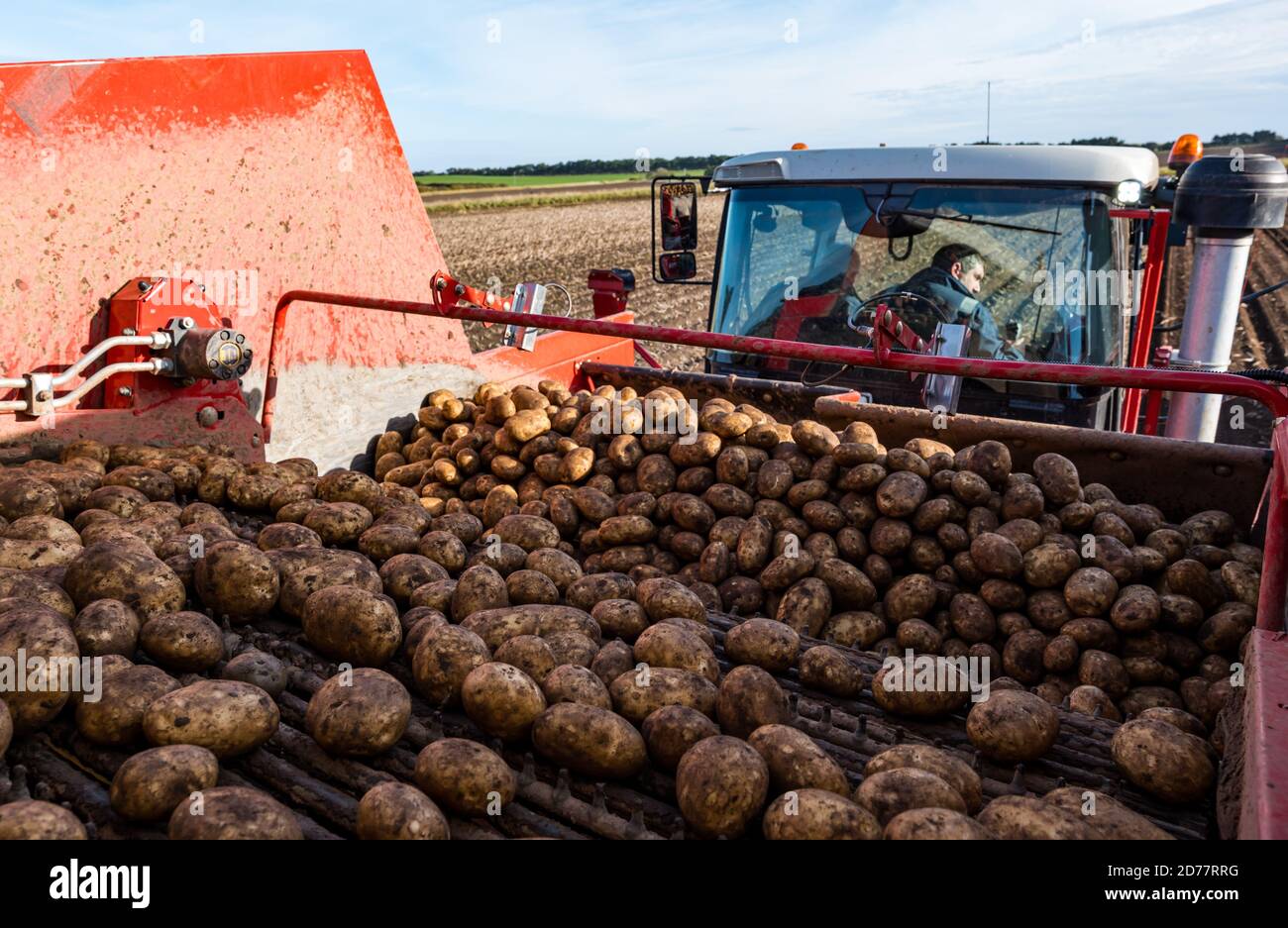 Maris Piper Potatoes High Resolution Stock Photography and Images - Alamy