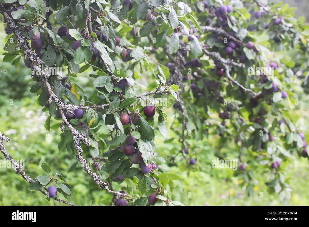 Italian plum orchard hi-res stock photography and images - Alamy