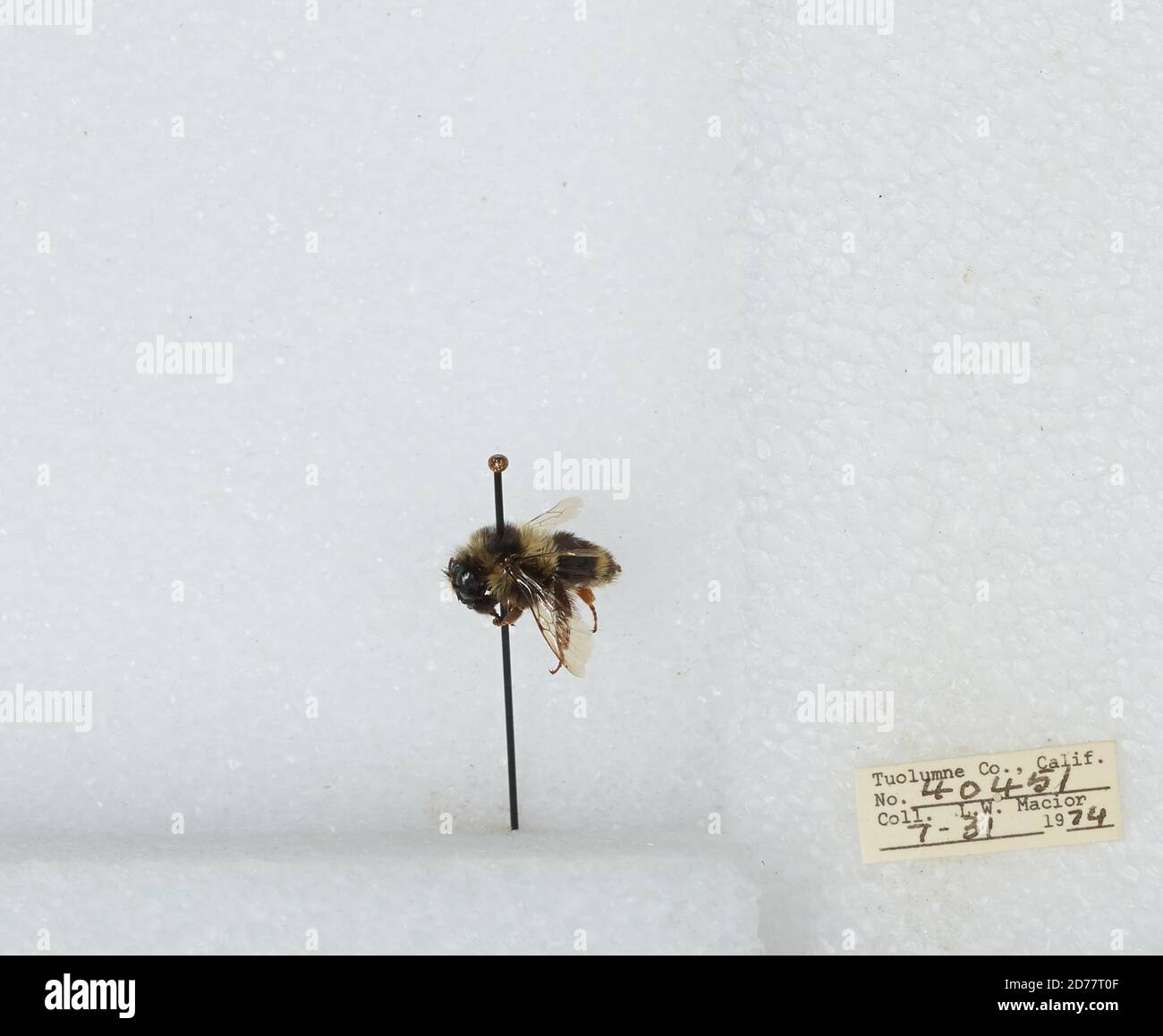Tuolumne, California, United States, Bombus bifarius nearcticus ...