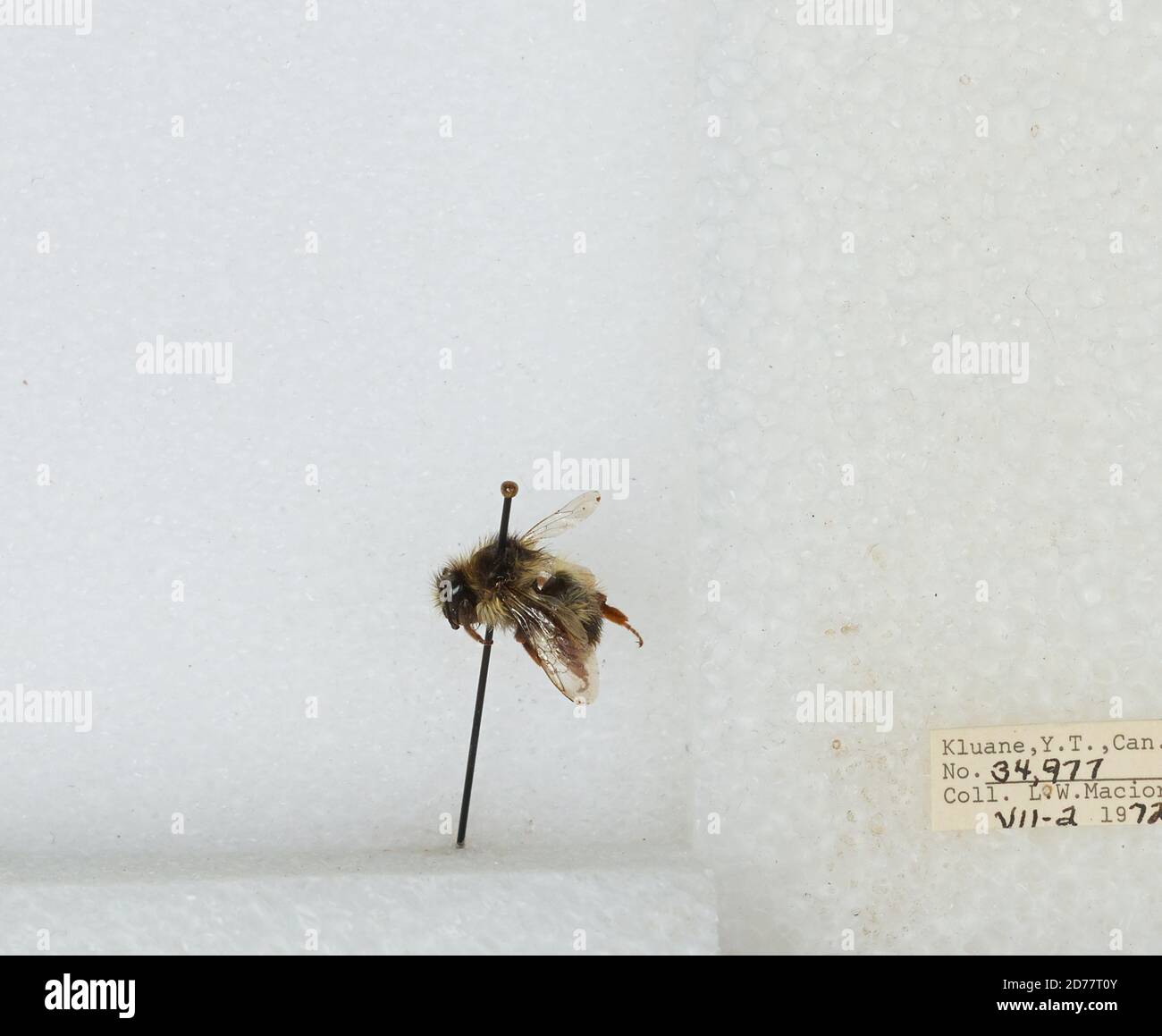 Kluane, Yukon Territory, Canada, Bombus bifarius nearcticus, Animalia ...