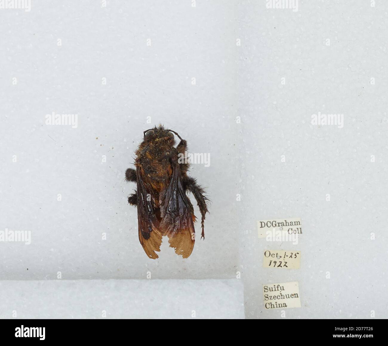 Sichuan, China, Bombus (Tricornibombus) atripes Smith, Animalia ...