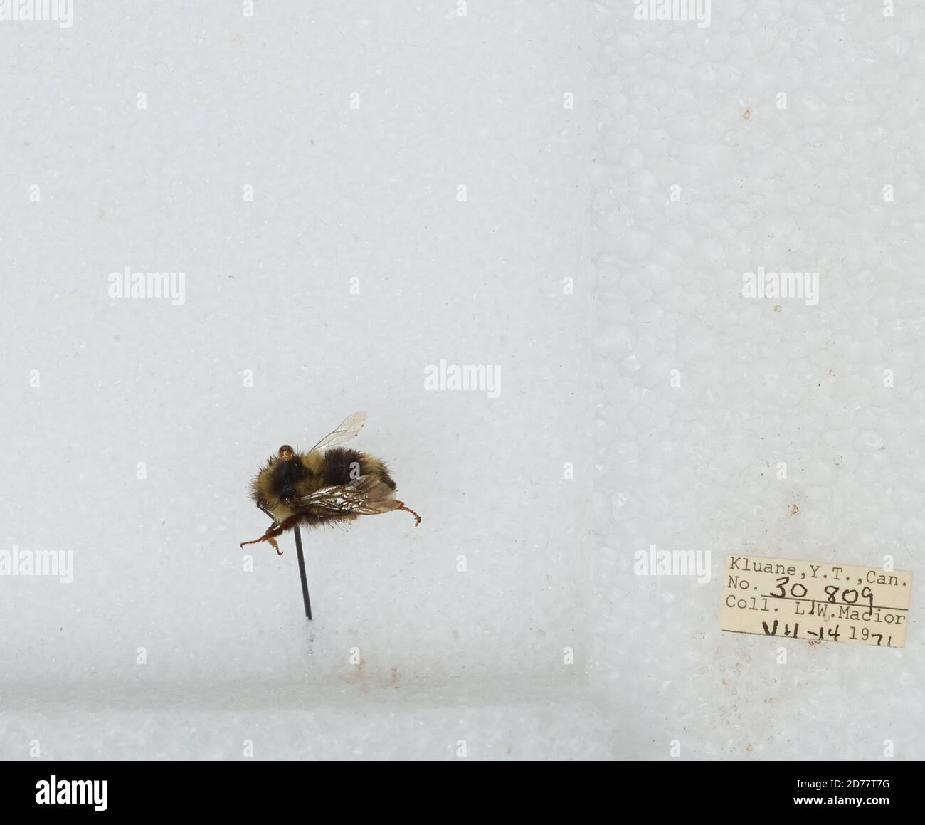 Kluane, Yukon Territory, Canada, Bombus bifarius nearcticus, Animalia ...