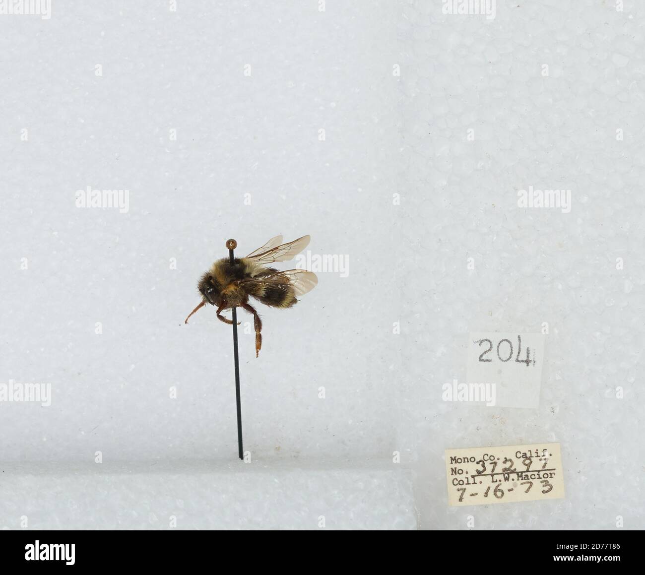 Mono, California, United States, Bombus bifarius nearcticus, Animalia ...