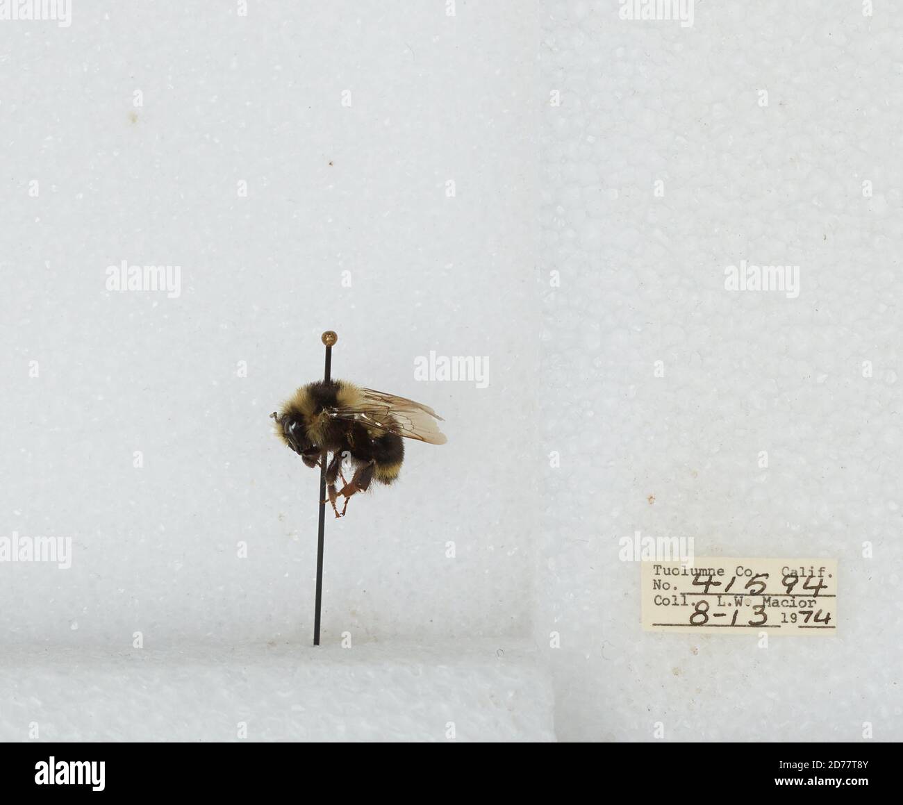 Tuolumne, California, United States, Bombus bifarius nearcticus ...